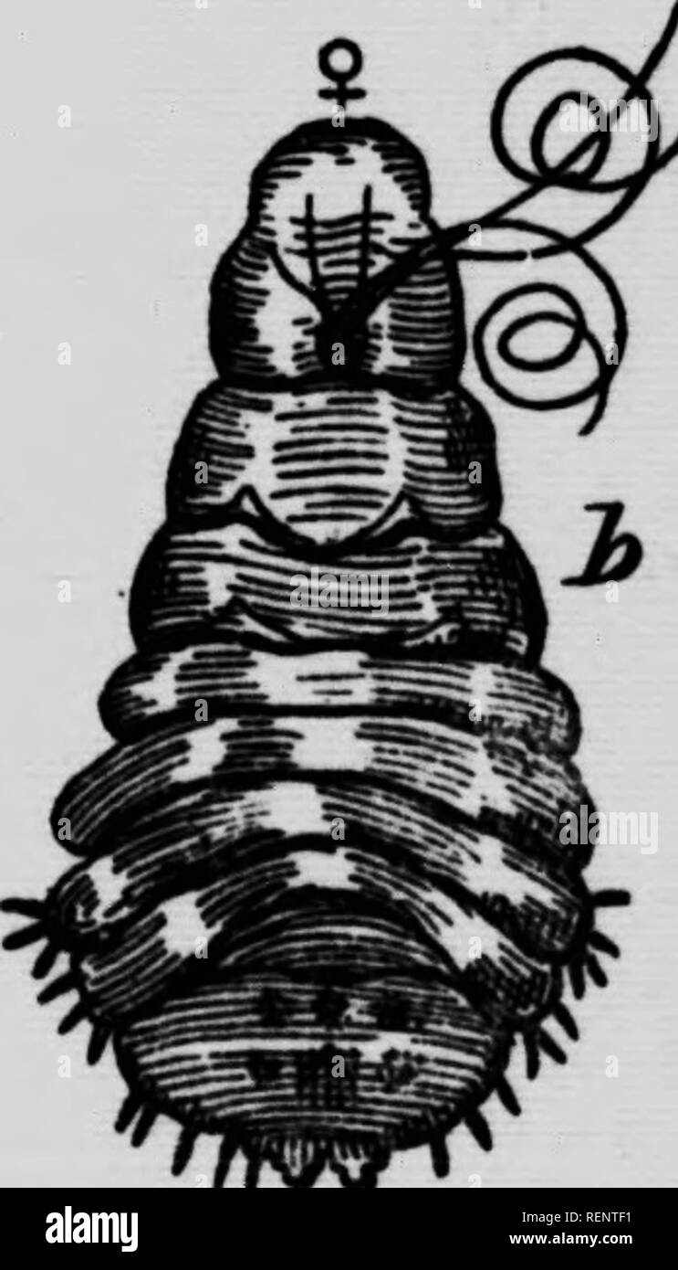 Insectes adultes Black and White Stock Photos & Images - Alamy