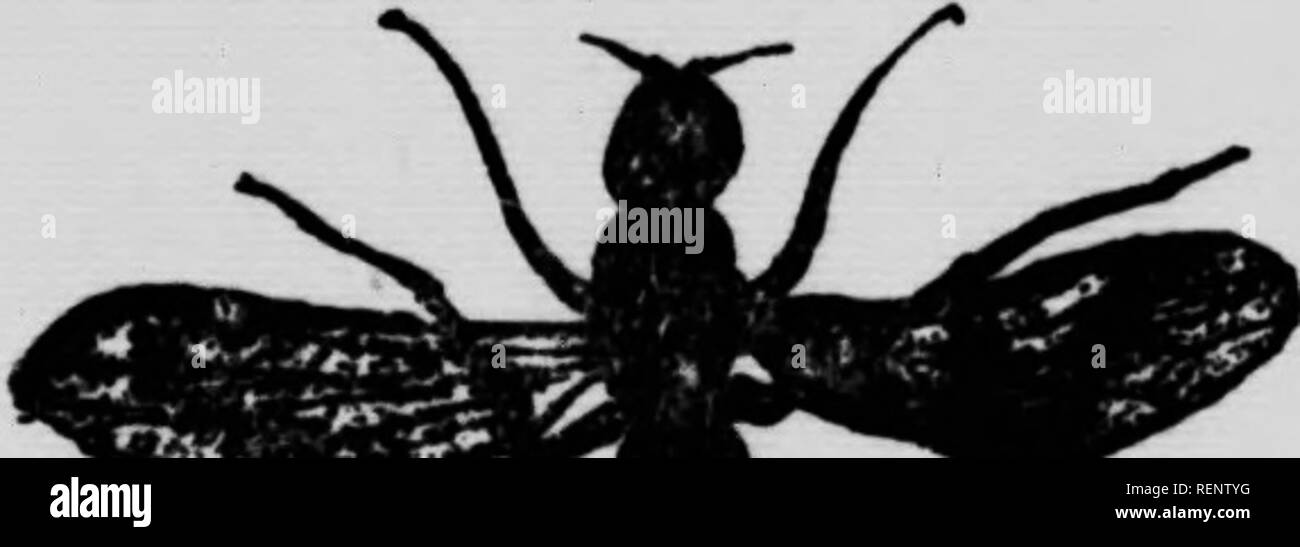 Maladie de la gale hi-res stock photography and images - Alamy