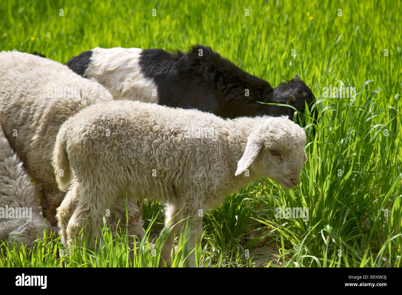 Fat tailed sheep hi-res stock photography and images - Alamy