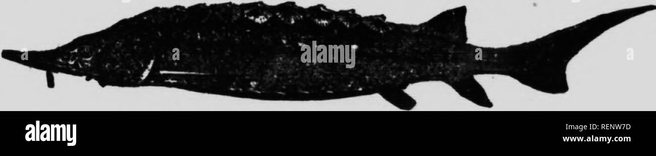 Tail of an alligator gar Black and White Stock Photos & Images - Alamy