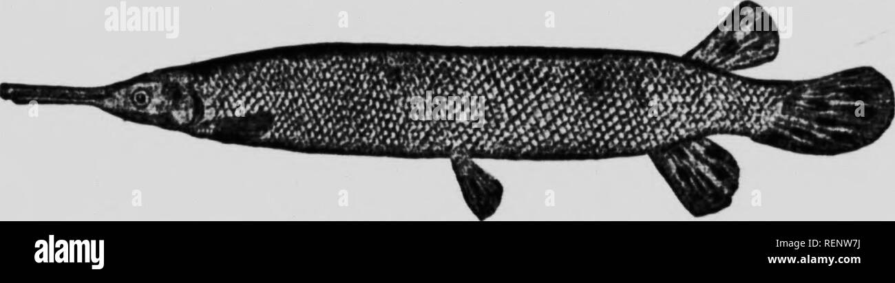 Spoonbill catfish hi-res stock photography and images - Alamy