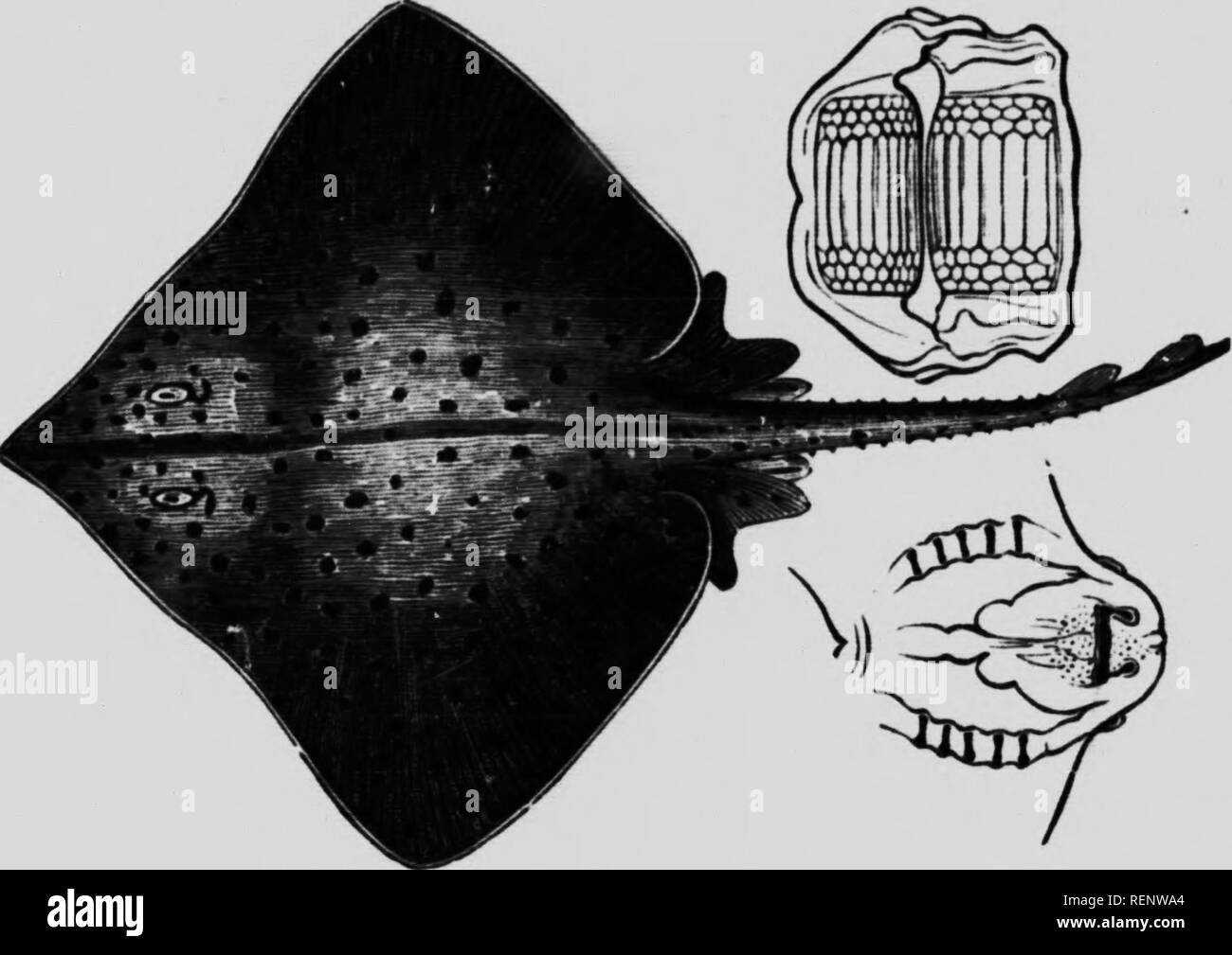 Sting rays Black and White Stock Photos & Images - Alamy