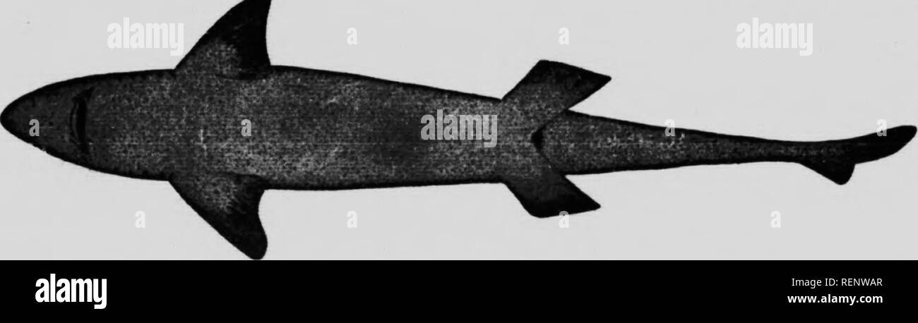 Flattened pectoral fins Black and White Stock Photos & Images - Alamy