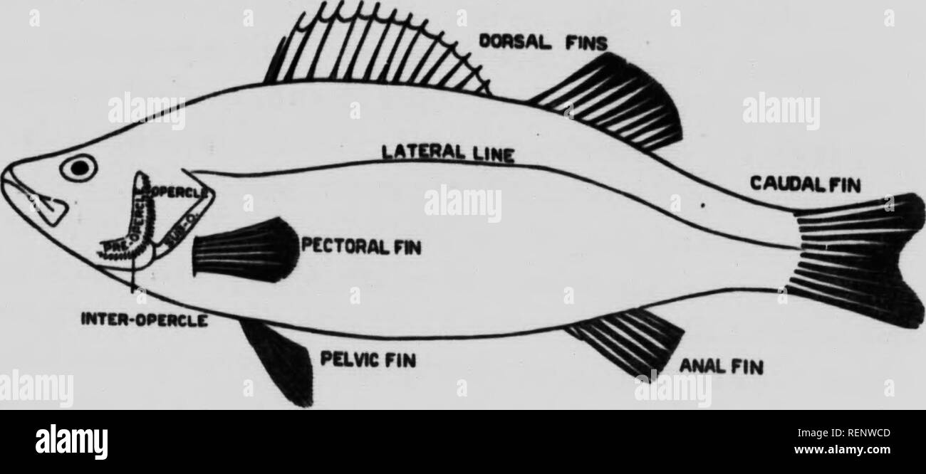 Perch fish features hi-res stock photography and images - Alamy