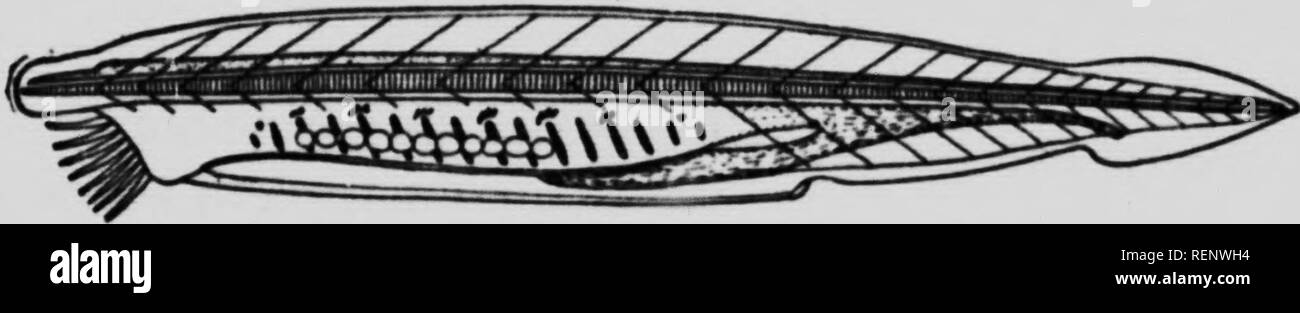 Acrania Black and White Stock Photos & Images - Alamy