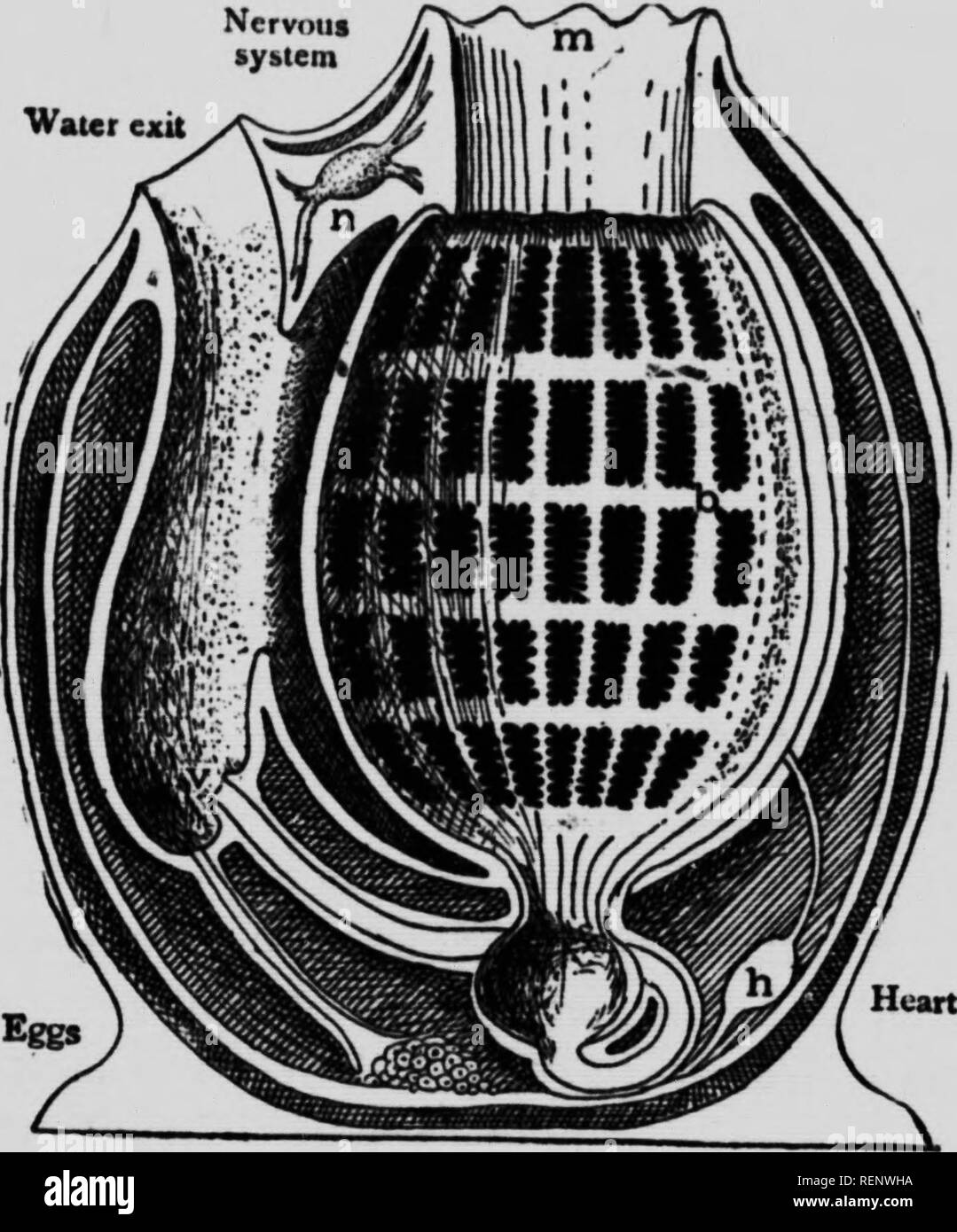 Tunicate or sea squirt larva hi-res stock photography and images - Alamy