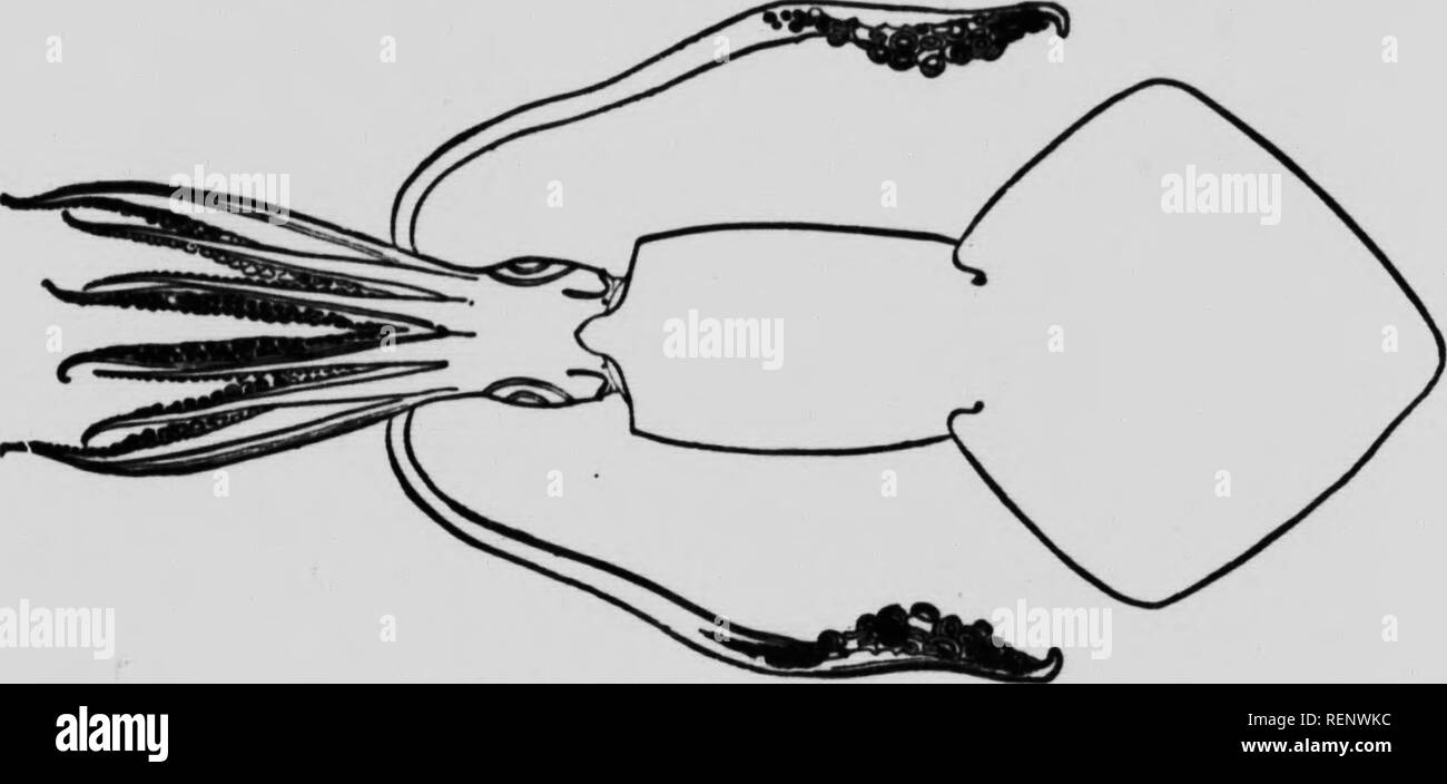 Cuttlefish group Black and White Stock Photos & Images - Alamy