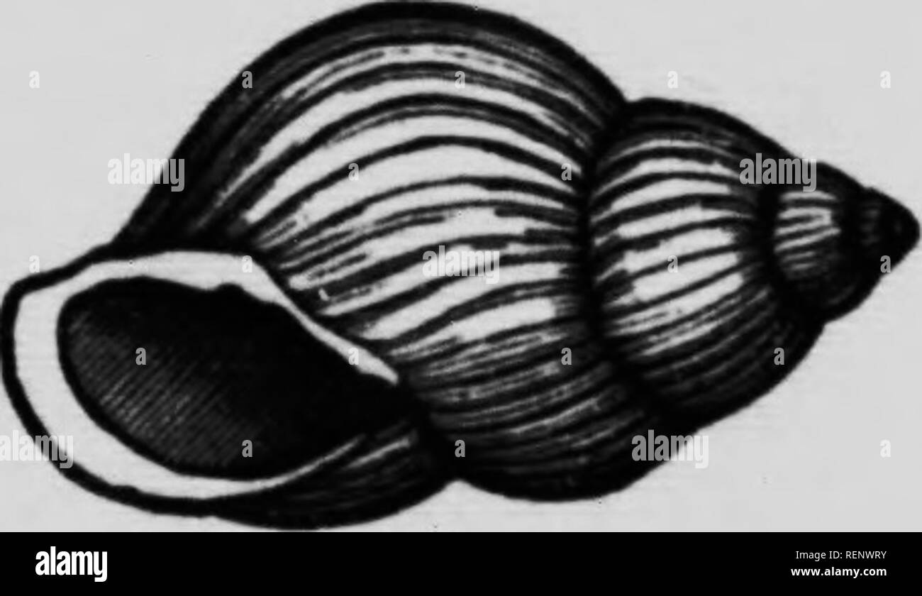 Snail trap Black and White Stock Photos & Images - Alamy