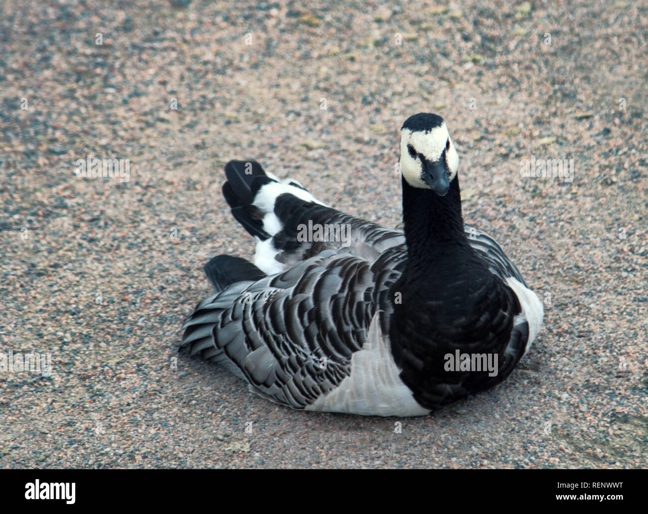Goose prairie hi-res stock photography and images - Alamy