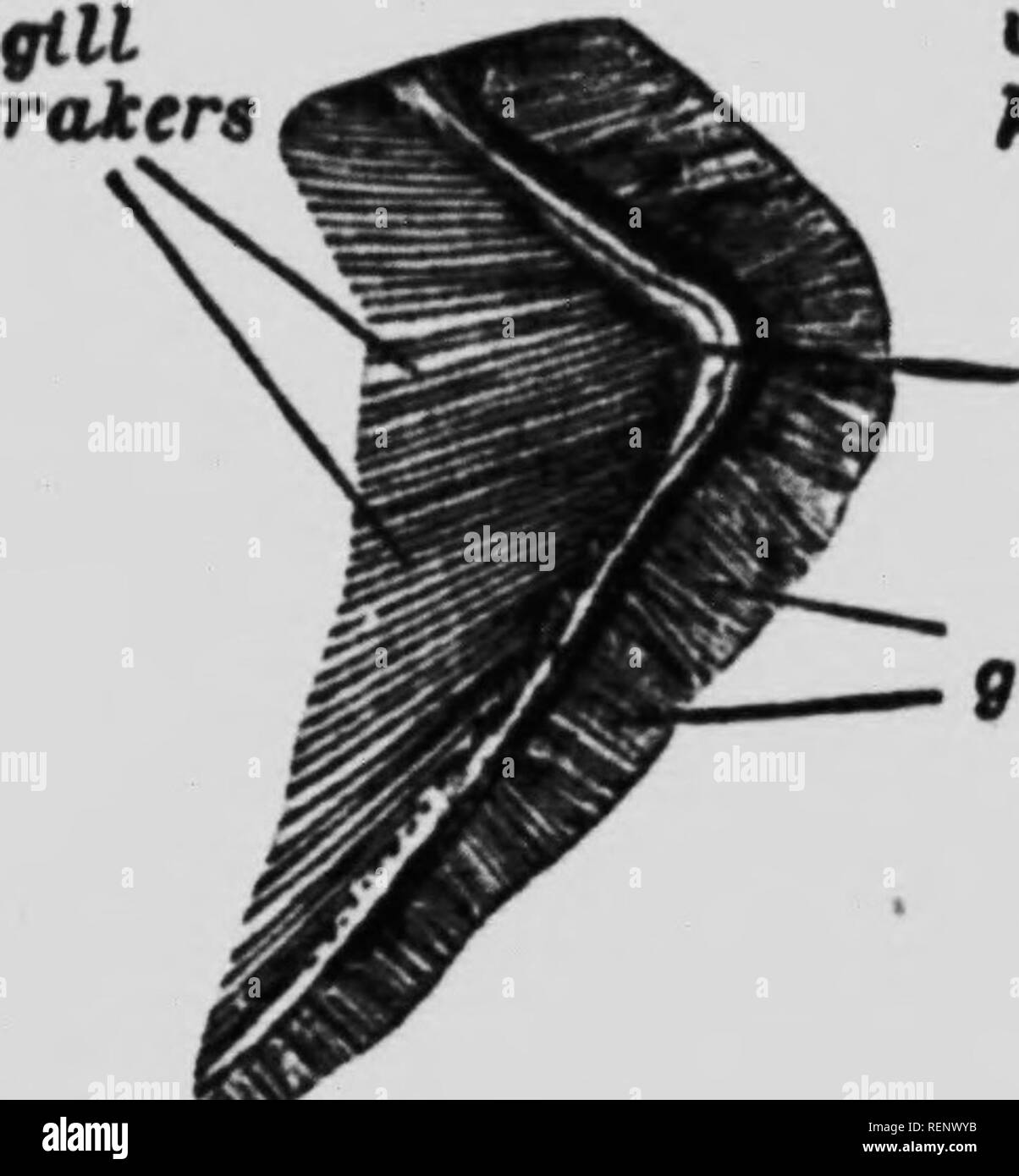 Operculum fish Black and White Stock Photos & Images - Alamy