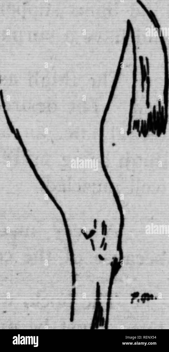 Bog spavin horse Black and White Stock Photos & Images - Alamy