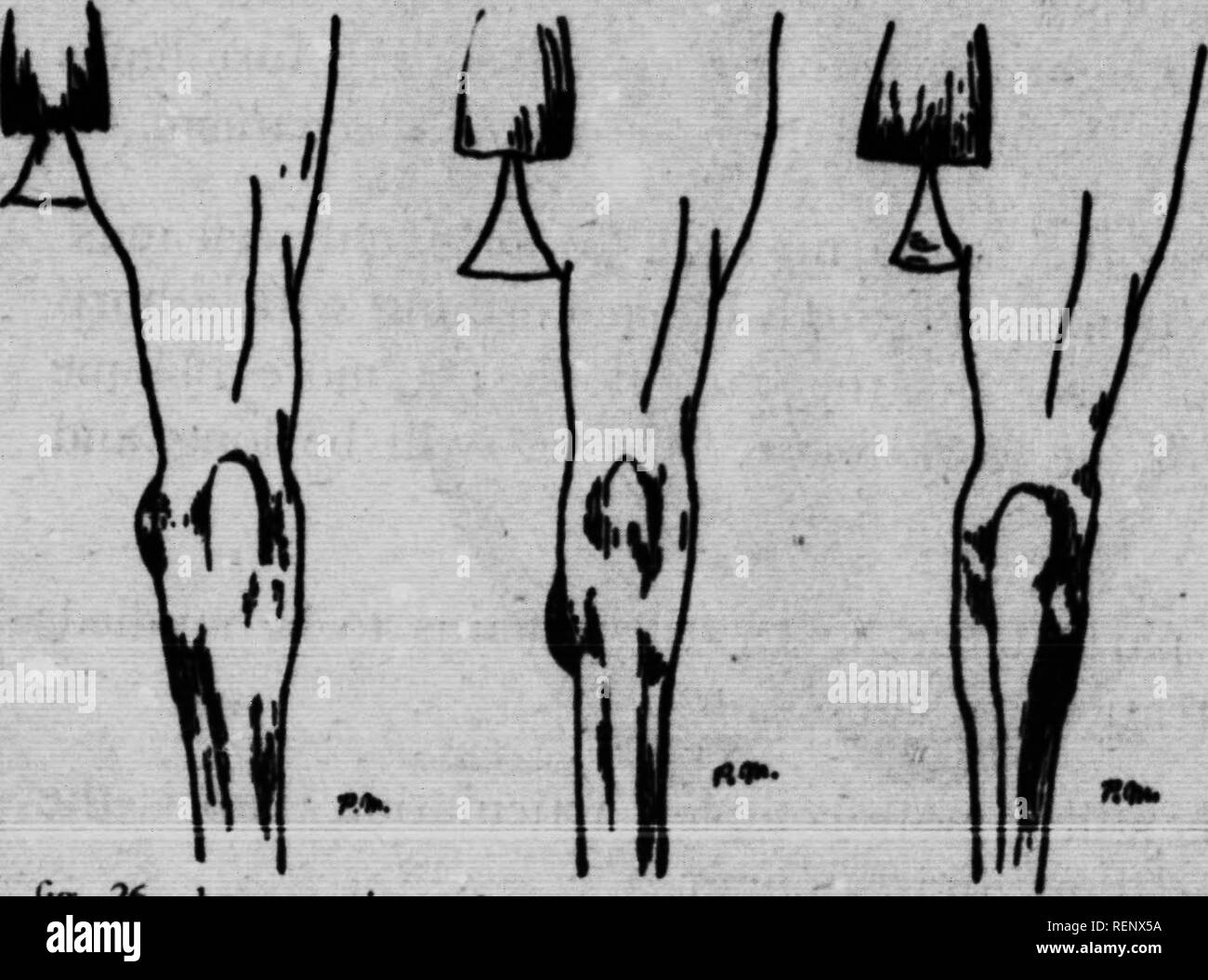 Bog spavin horse hi-res stock photography and images - Alamy