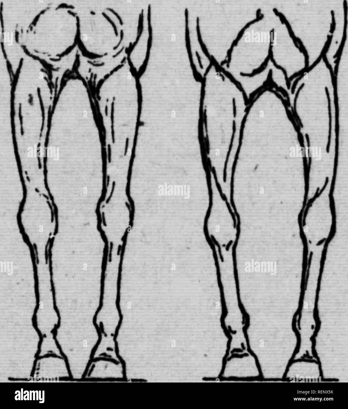 Cheval de profil avant hi-res stock photography and images - Alamy