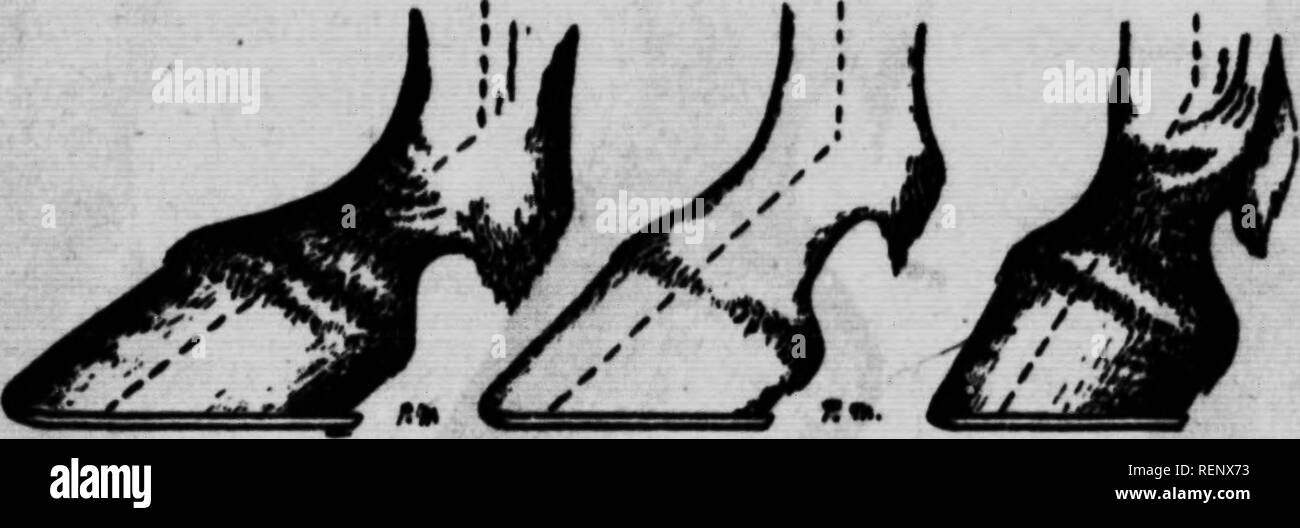 Short pastern bone hi-res stock photography and images - Alamy