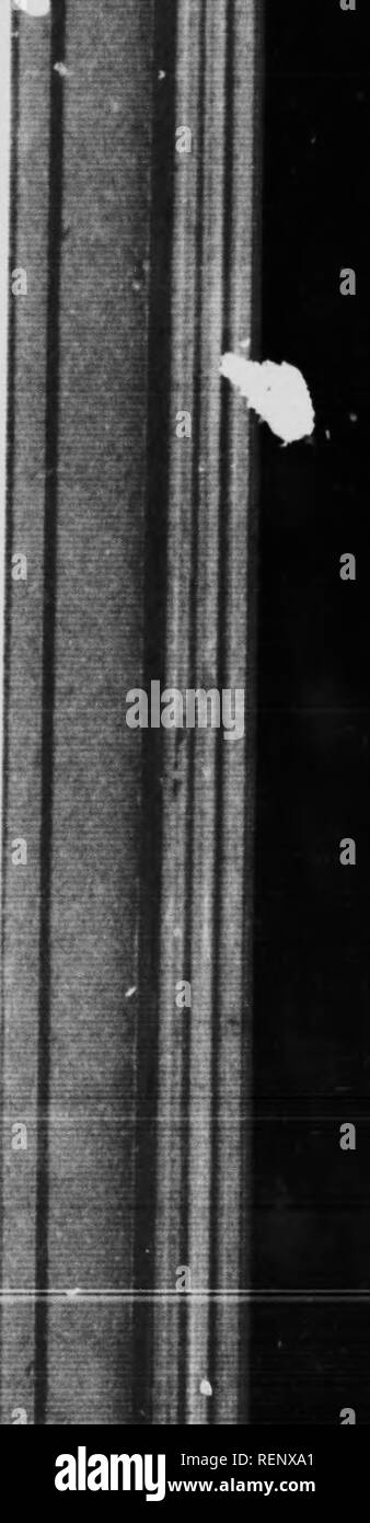 James b collip hi-res stock photography and images - Alamy