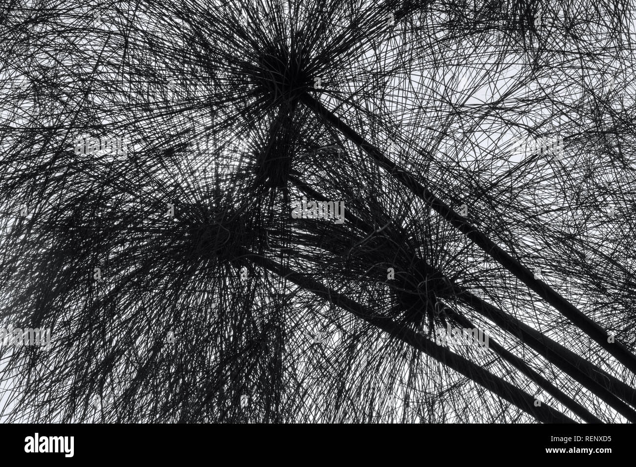 Papyrus cyperus papyrus garden park hi-res stock photography and images ...