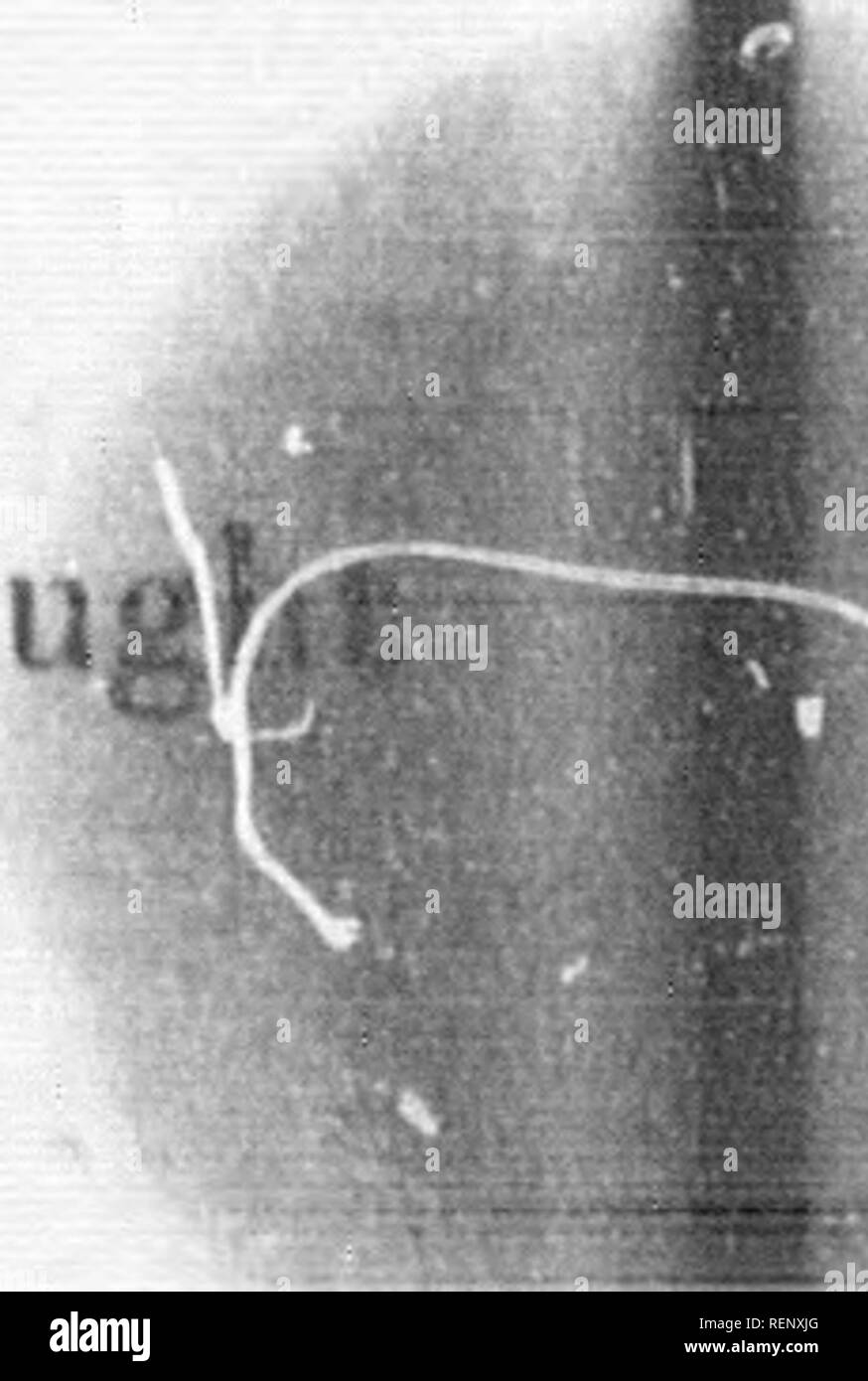 Royal herring Black and White Stock Photos & Images - Alamy