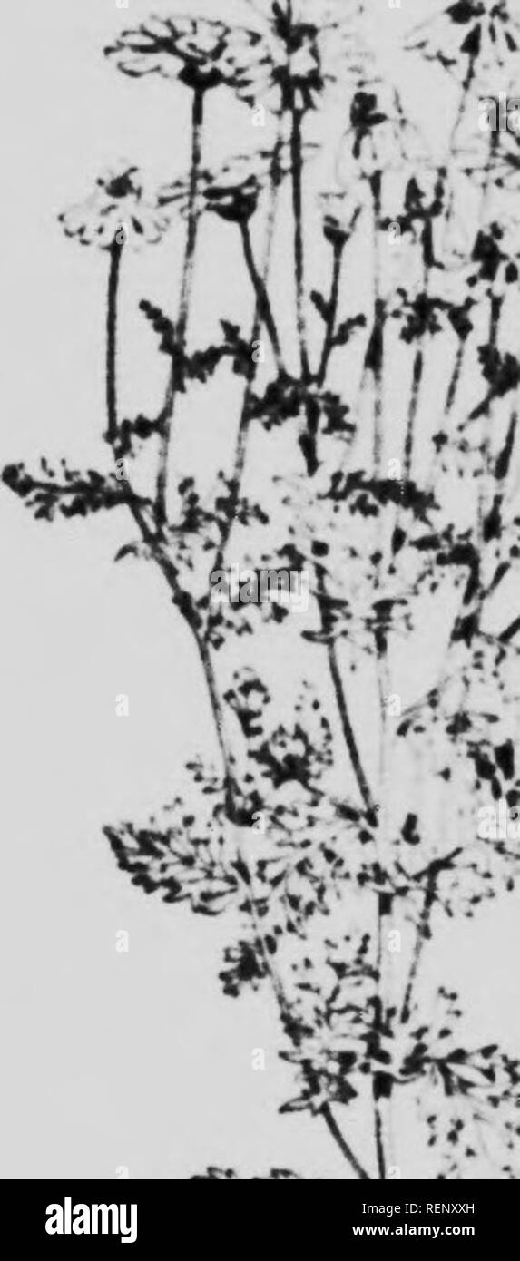 . Weeds and weed seeds illustrated and described [microform]. Weeds ...