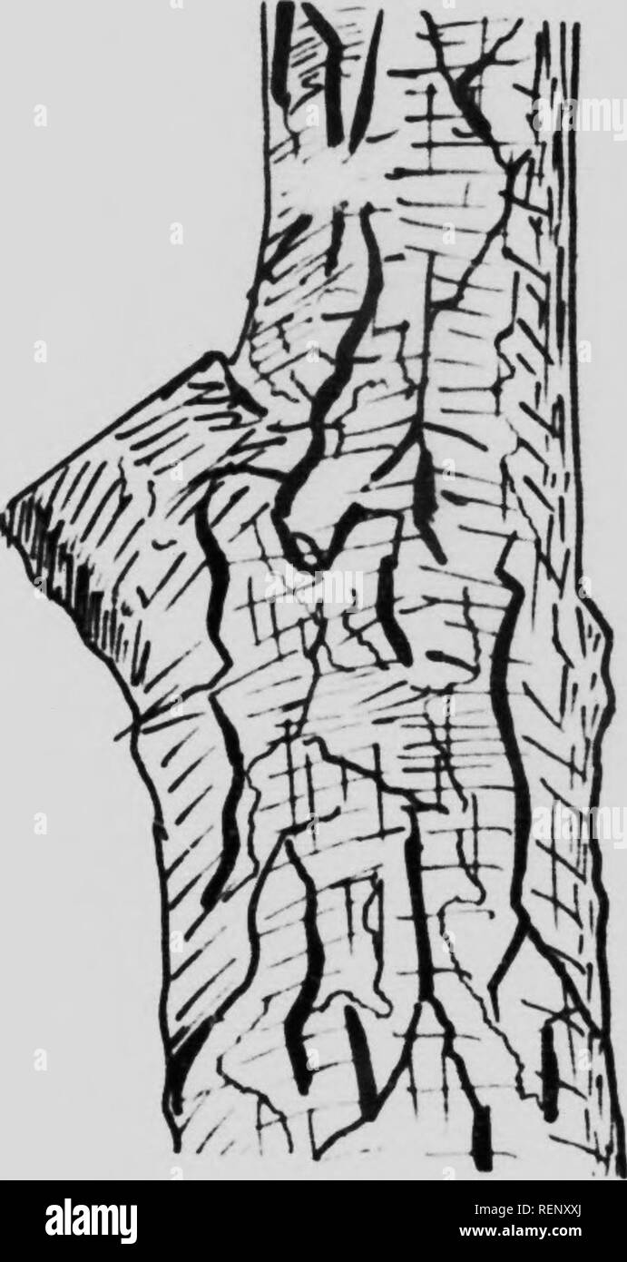 Propagation de la vigne Black and White Stock Photos & Images - Alamy