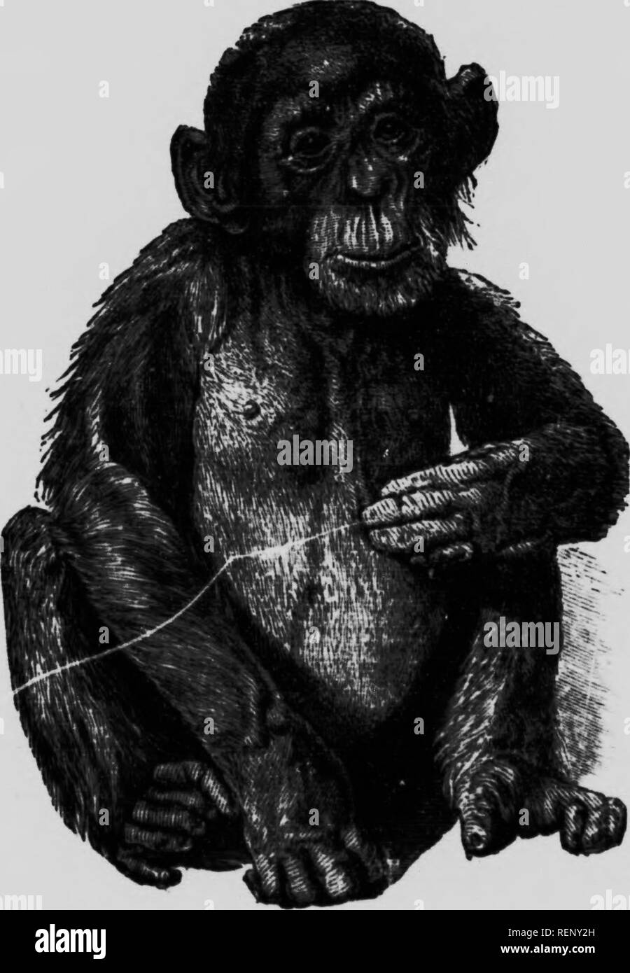 Chimpanzee attack hi-res stock photography and images - Alamy