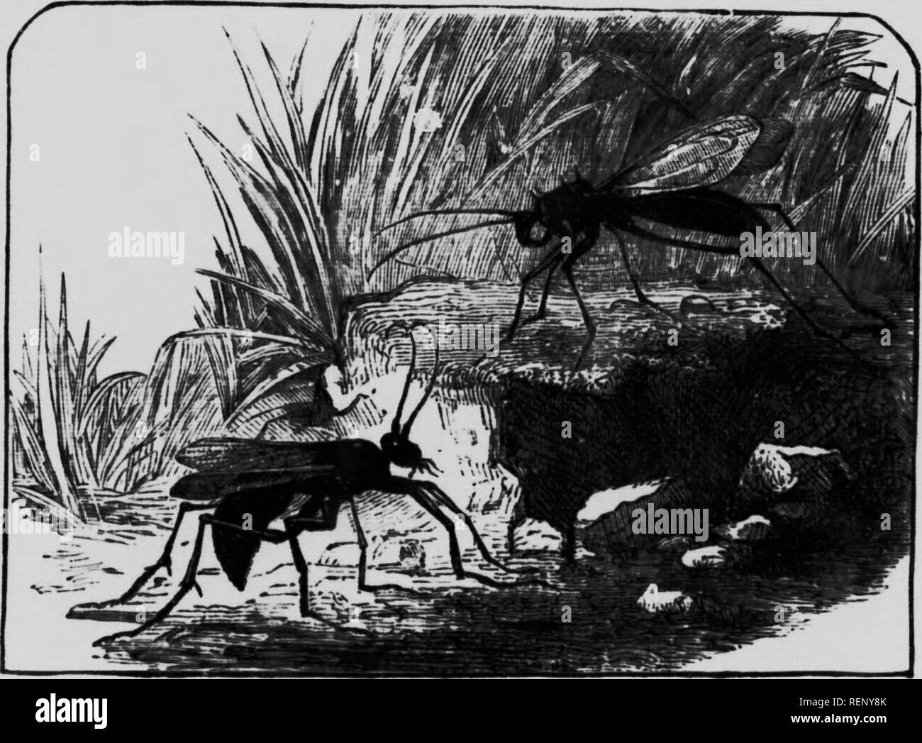 Hornet mimetic Black and White Stock Photos & Images - Alamy