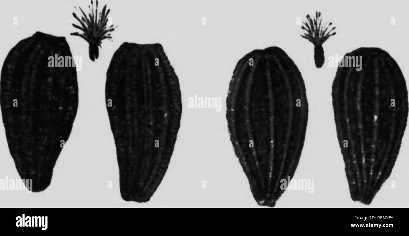 Fine sharp teeth Black and White Stock Photos & Images - Alamy