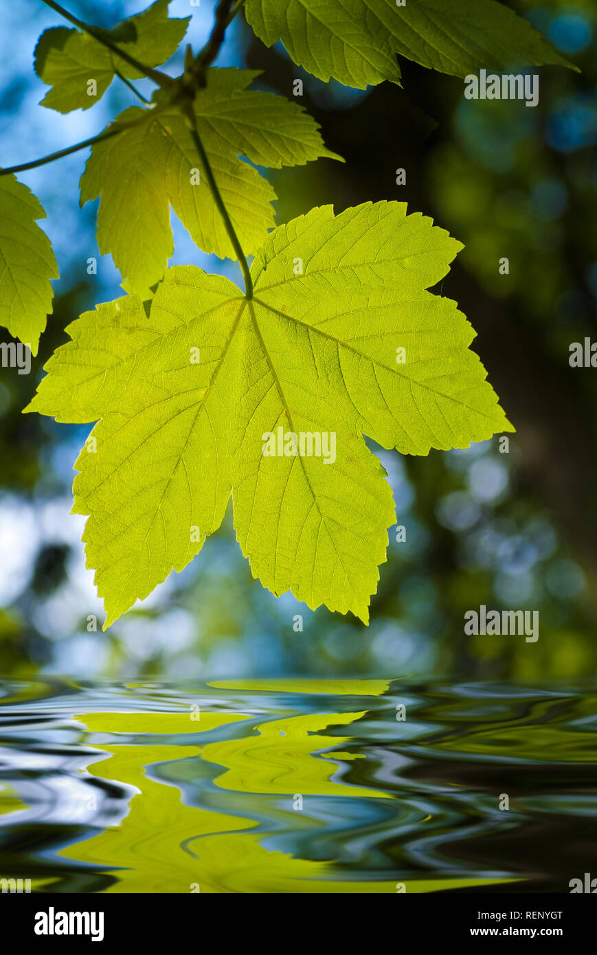 Maple leaf over water in the forest Stock Photo - Alamy