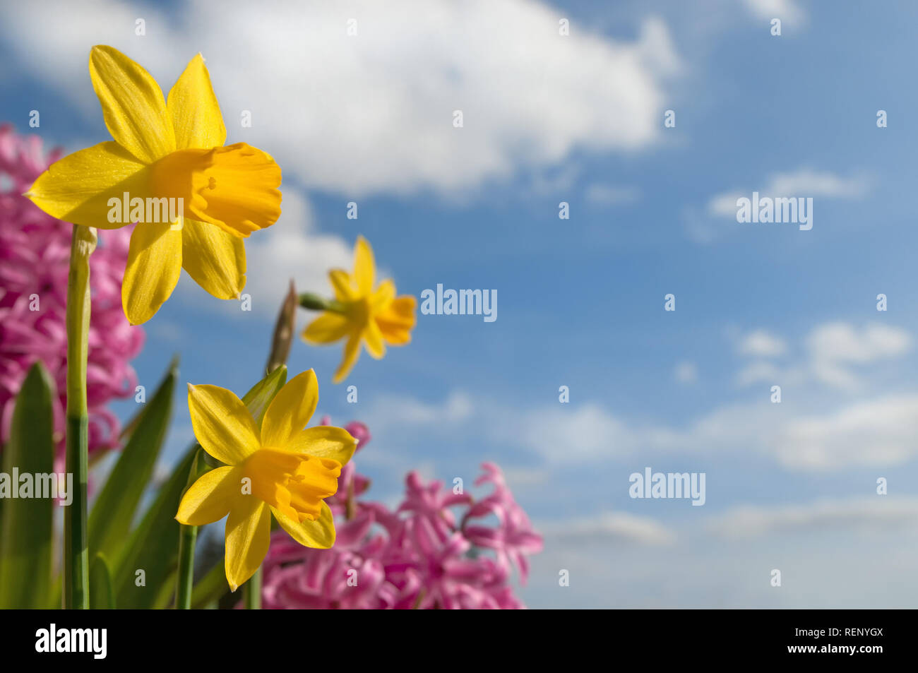 different spring flowers with sky Stock Photo - Alamy