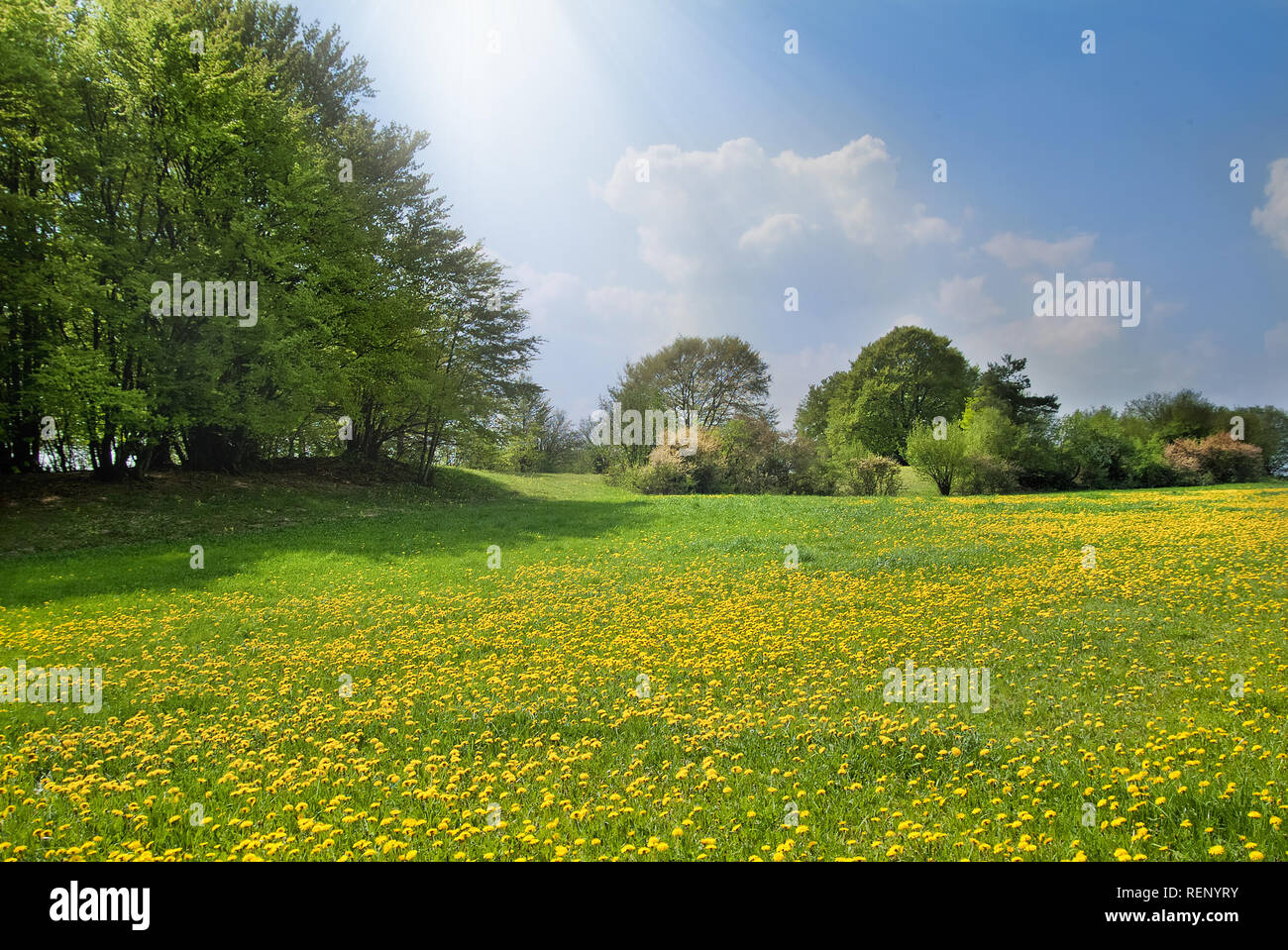 Meadow in spring with dandelion flowers Stock Photo - Alamy