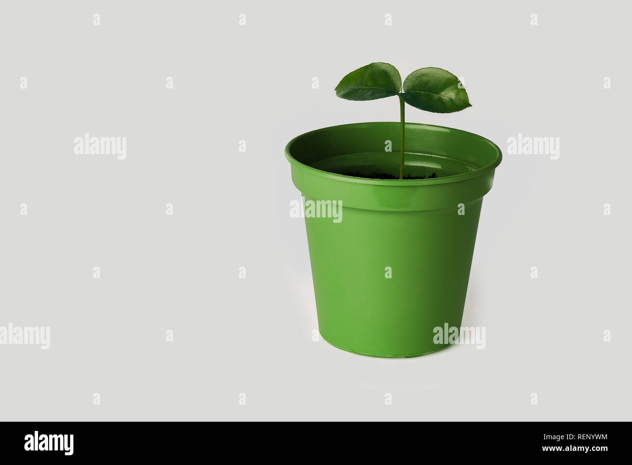 Lemon tree sapling in green pot Stock Photo - Alamy