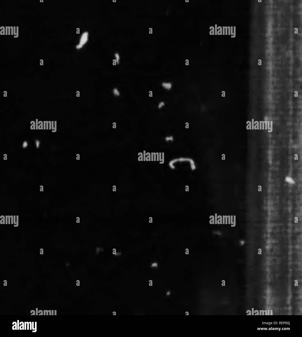 Separate sheaths hi-res stock photography and images - Alamy