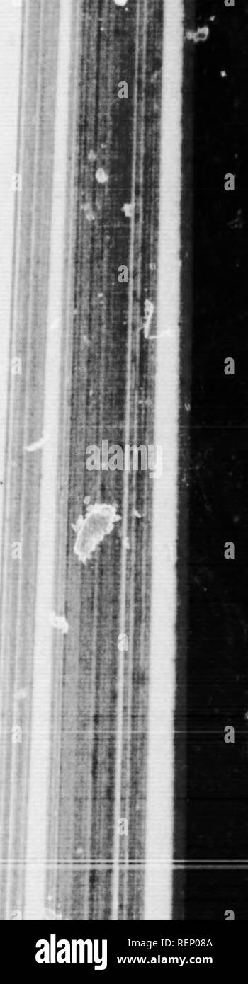 ° aecu Black and White Stock Photos & Images - Alamy