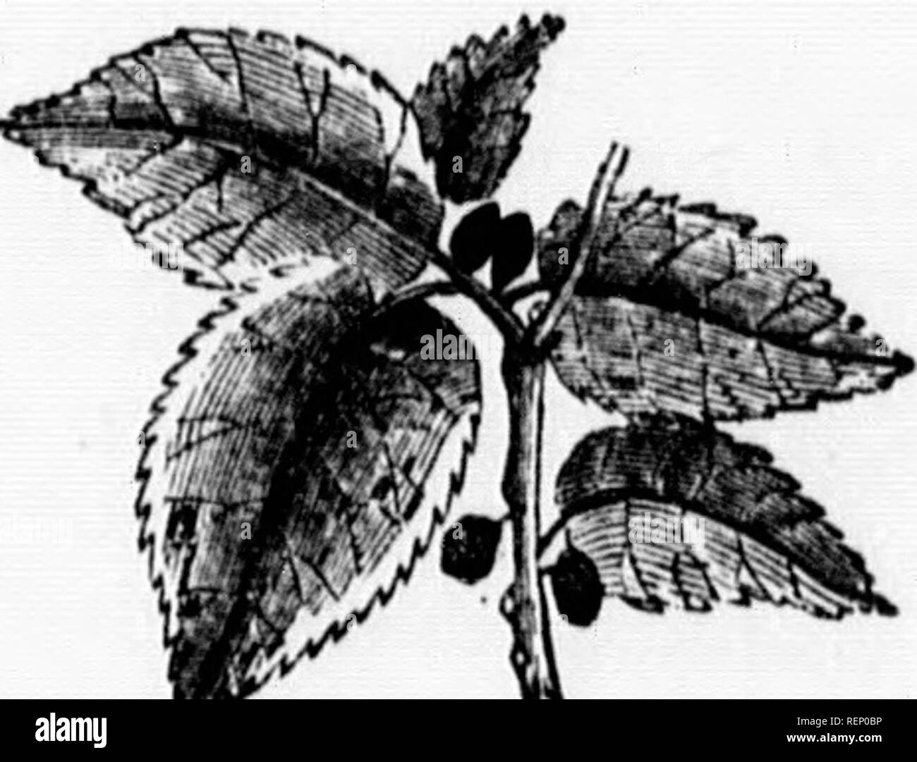 Samp Black and White Stock Photos & Images - Alamy