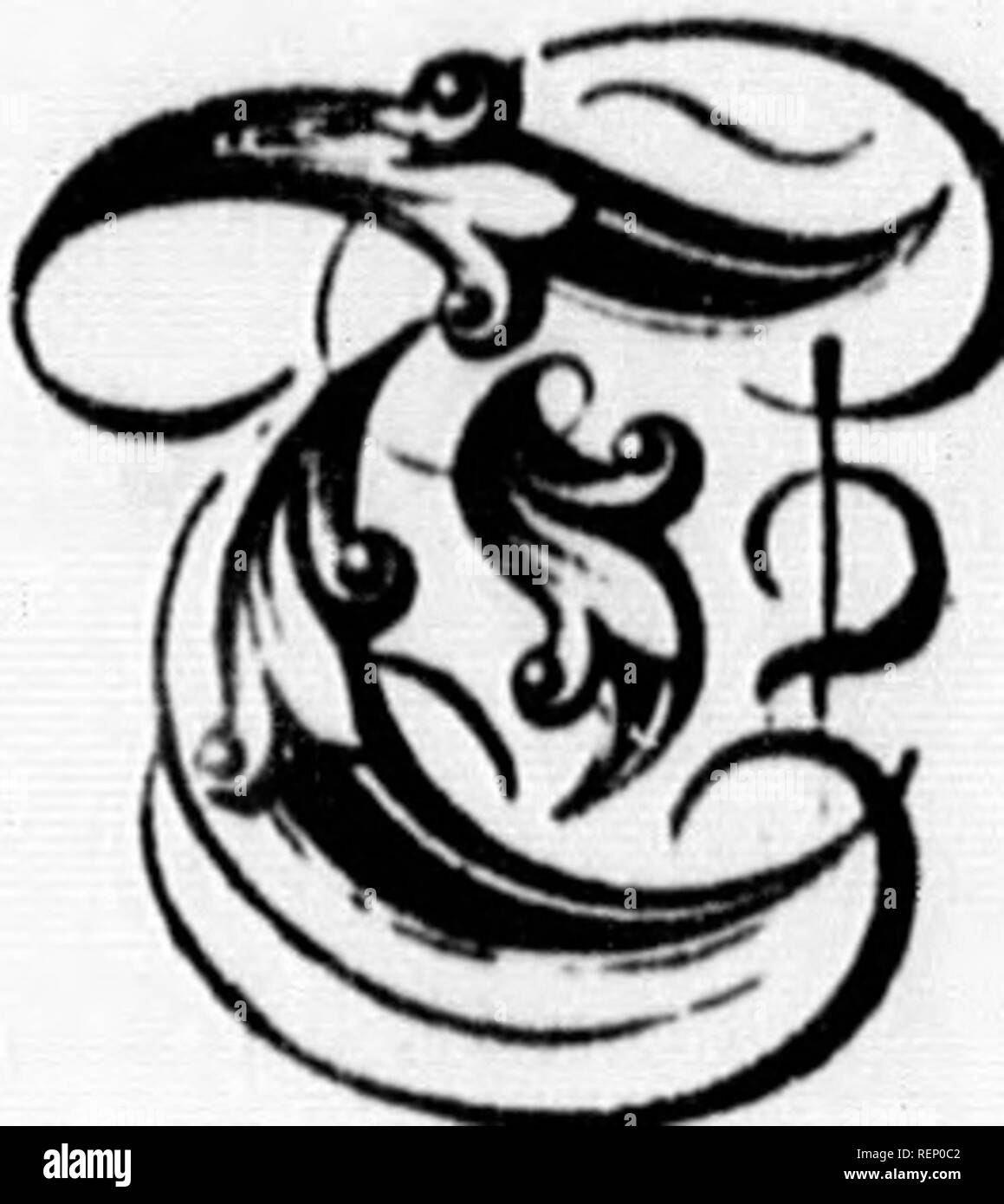 Tetrandria Black and White Stock Photos & Images - Alamy