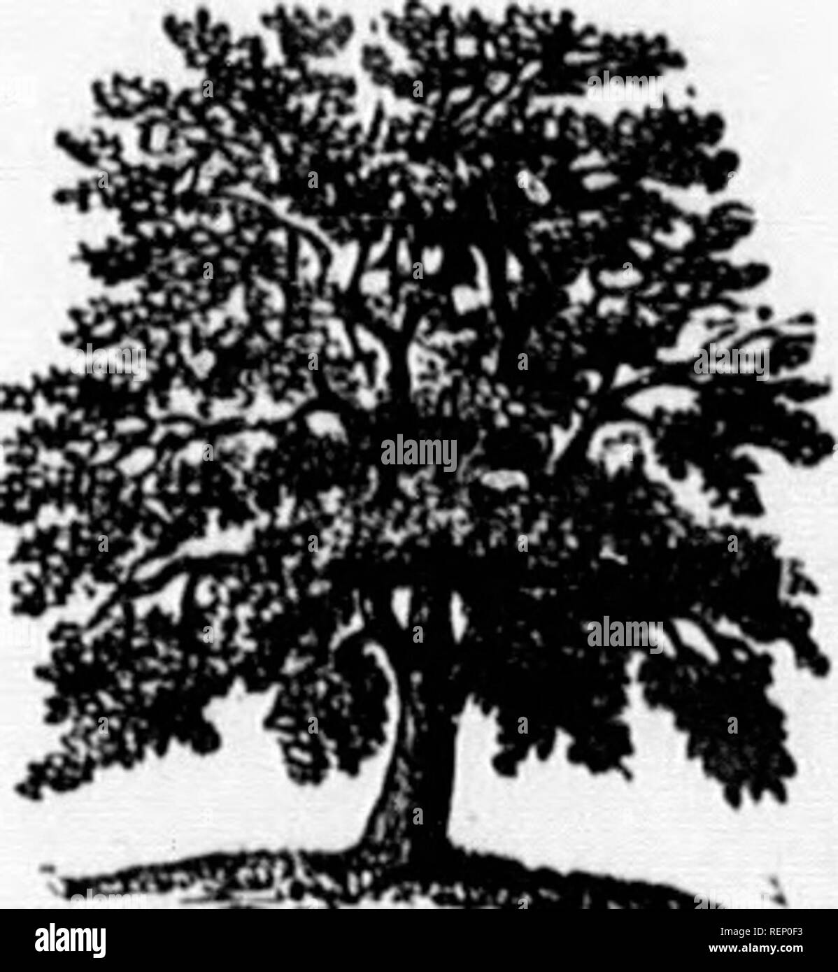 . The trees of America [microform] : native and foreign, pictorially ...