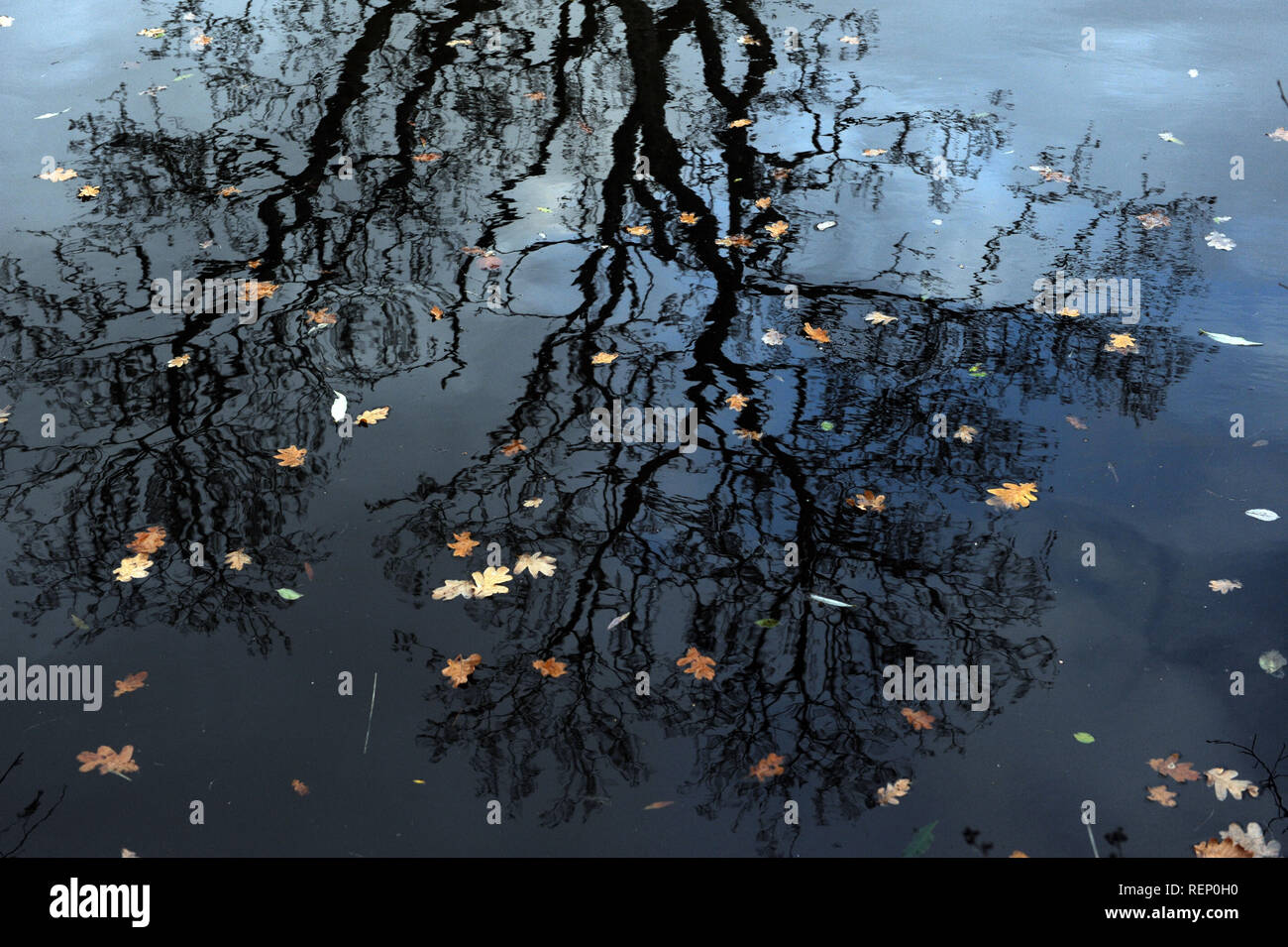 Floating leaves with a reflection of a tree Stock Photo - Alamy