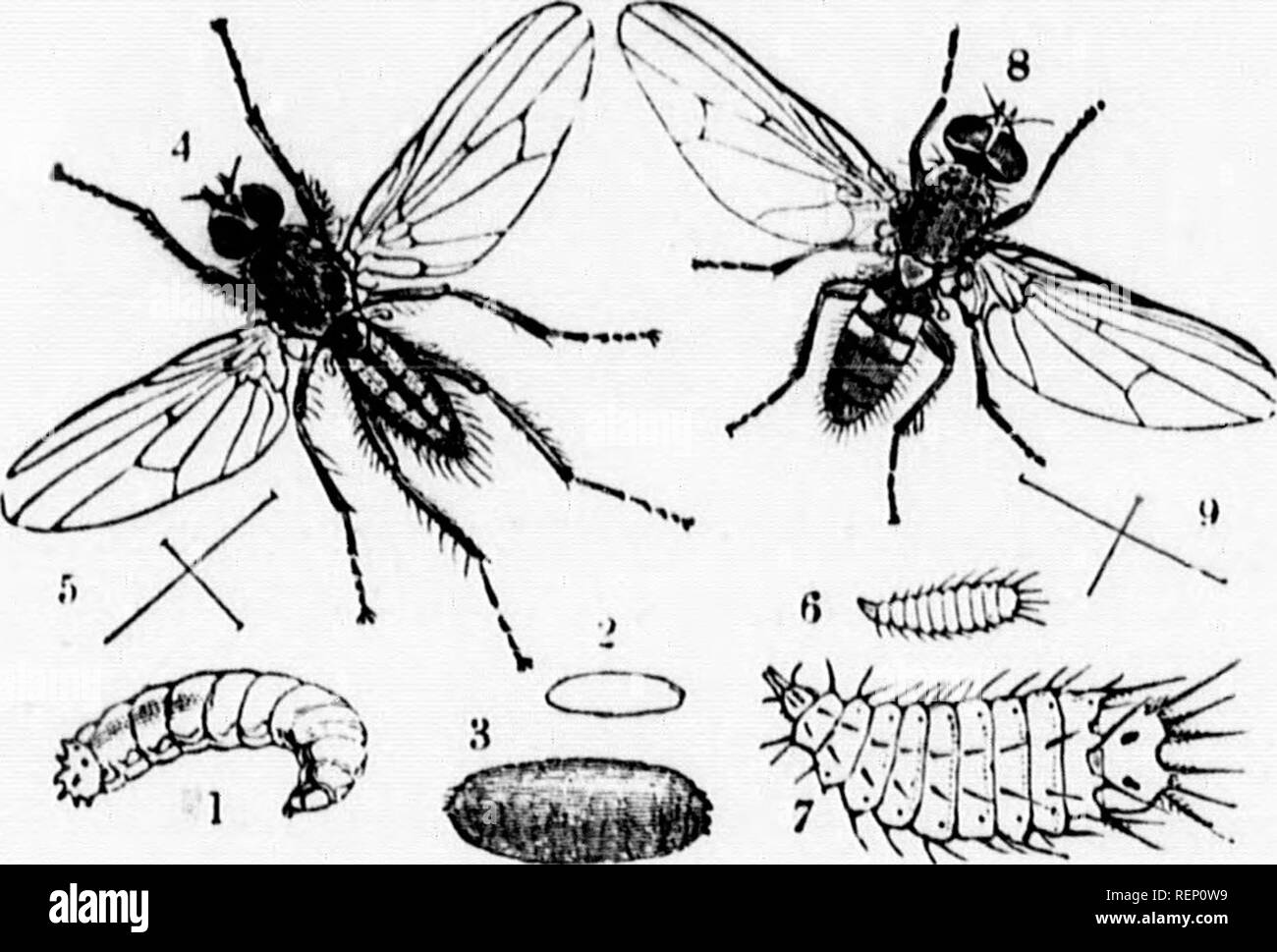 . A manual of injurious insects [microform] : with methods of ...