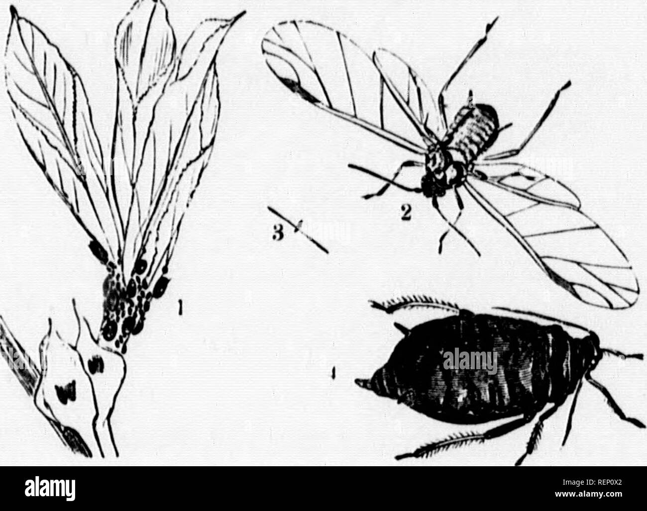 Magnified fruit fly hi-res stock photography and images - Alamy