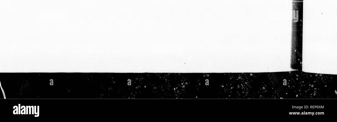 . The quadrupeds of North America [microform]. Mammals; Rodentia ...