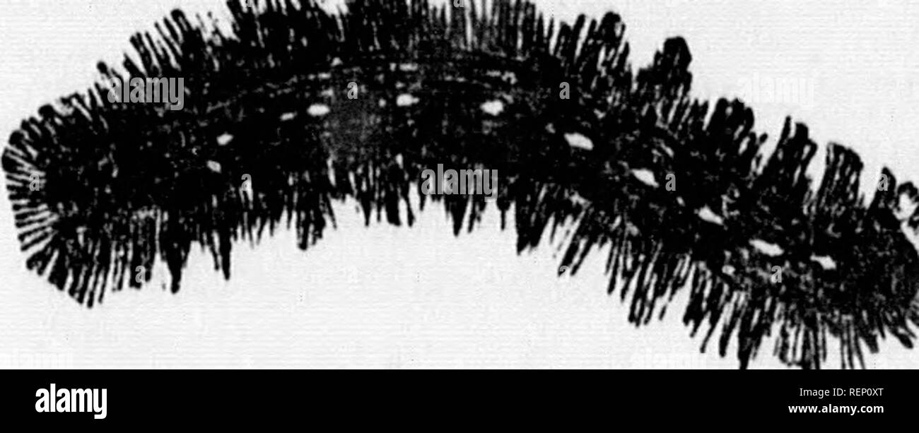 Insectes de printemps hi-res stock photography and images - Alamy