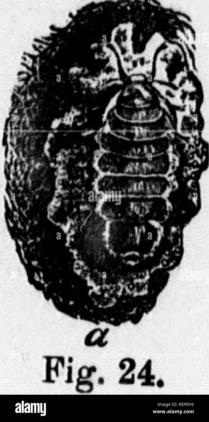 Insectes de printemps hi-res stock photography and images - Alamy