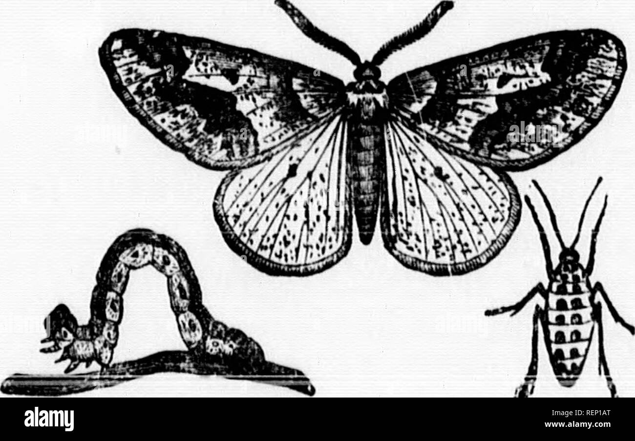 Transverse moth Black and White Stock Photos & Images - Alamy