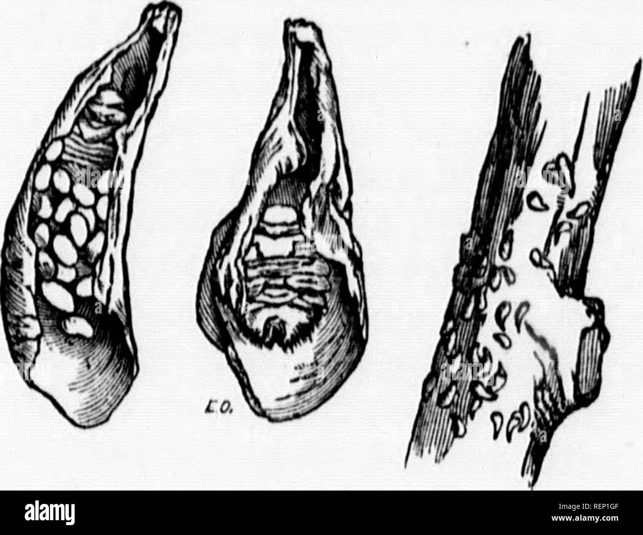Mussel scale hi-res stock photography and images - Alamy