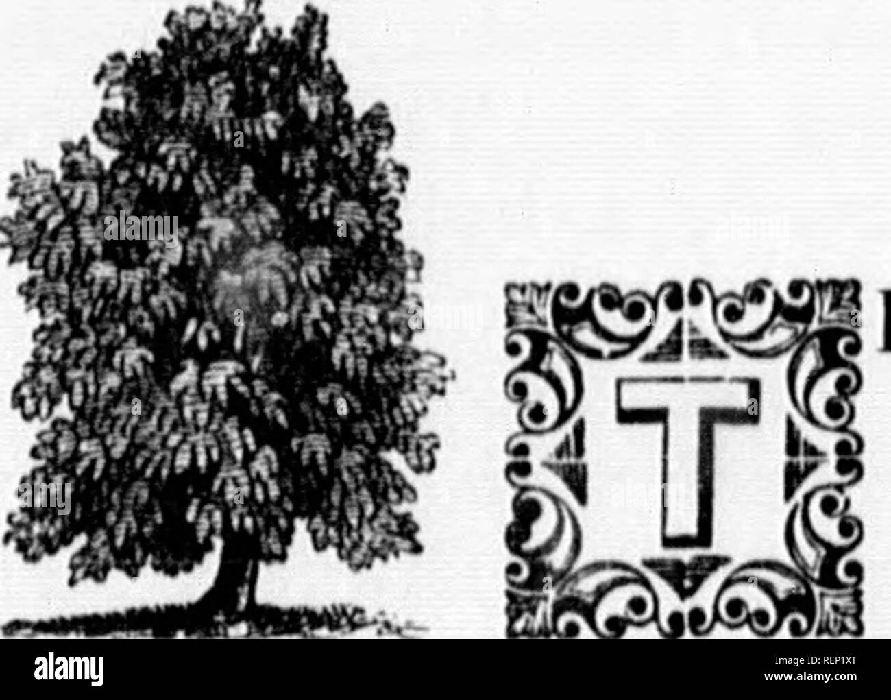 The boole tree hi-res stock photography and images - Alamy