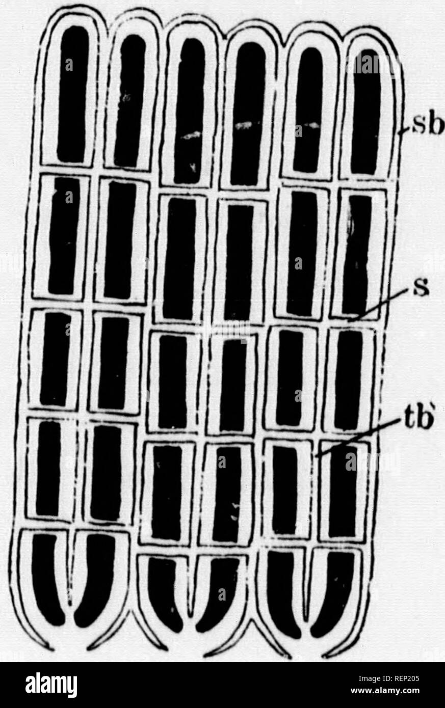Skeletal morphology hi-res stock photography and images - Alamy