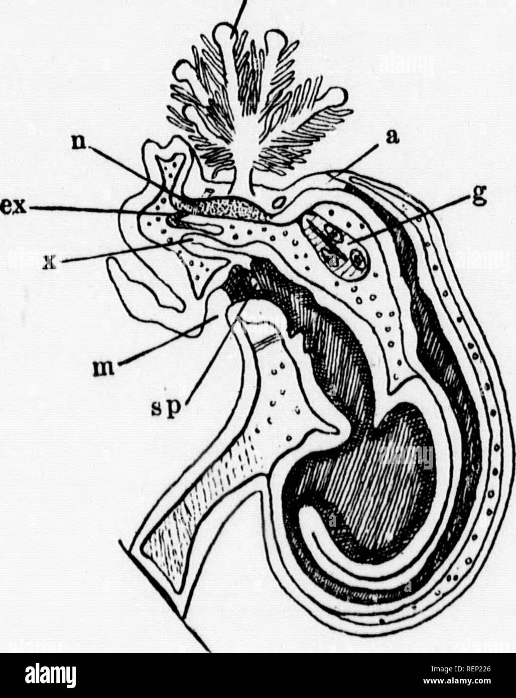 . A textbook of invertebrate morphology [microform]. Invertebrates ...