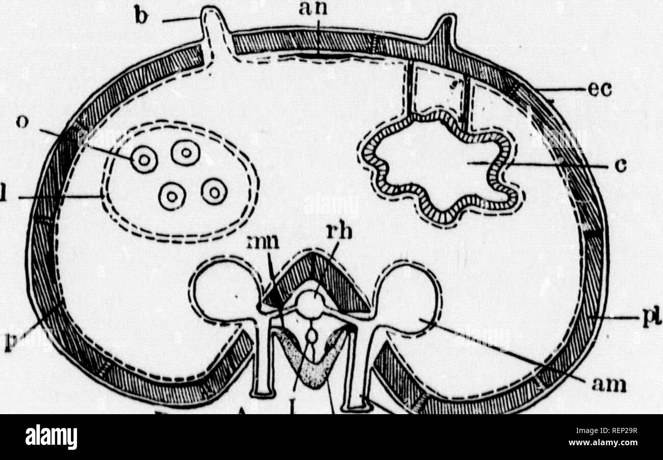 . A textbook of invertebrate morphology [microform]. Invertebrates ...