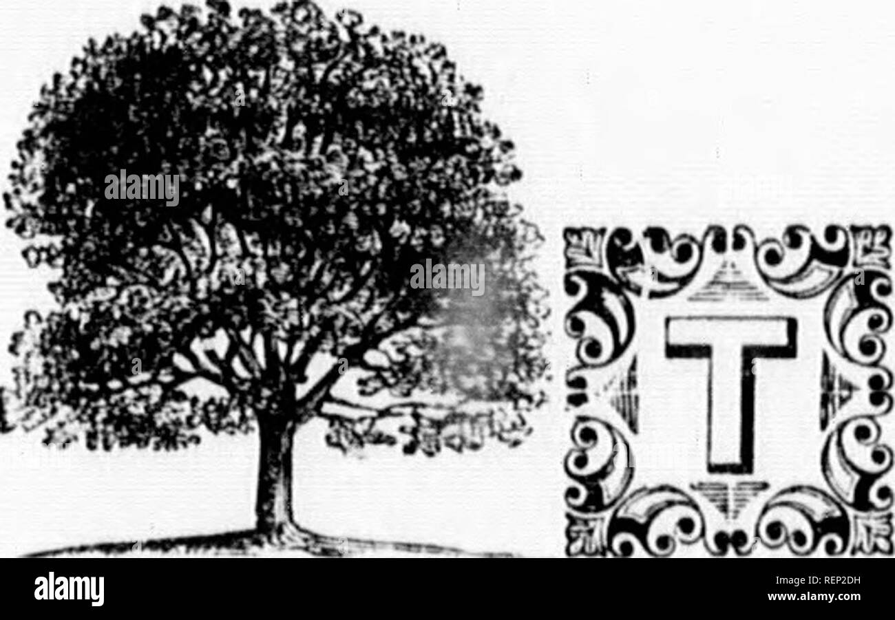 Naranjo orange tree hi-res stock photography and images - Alamy