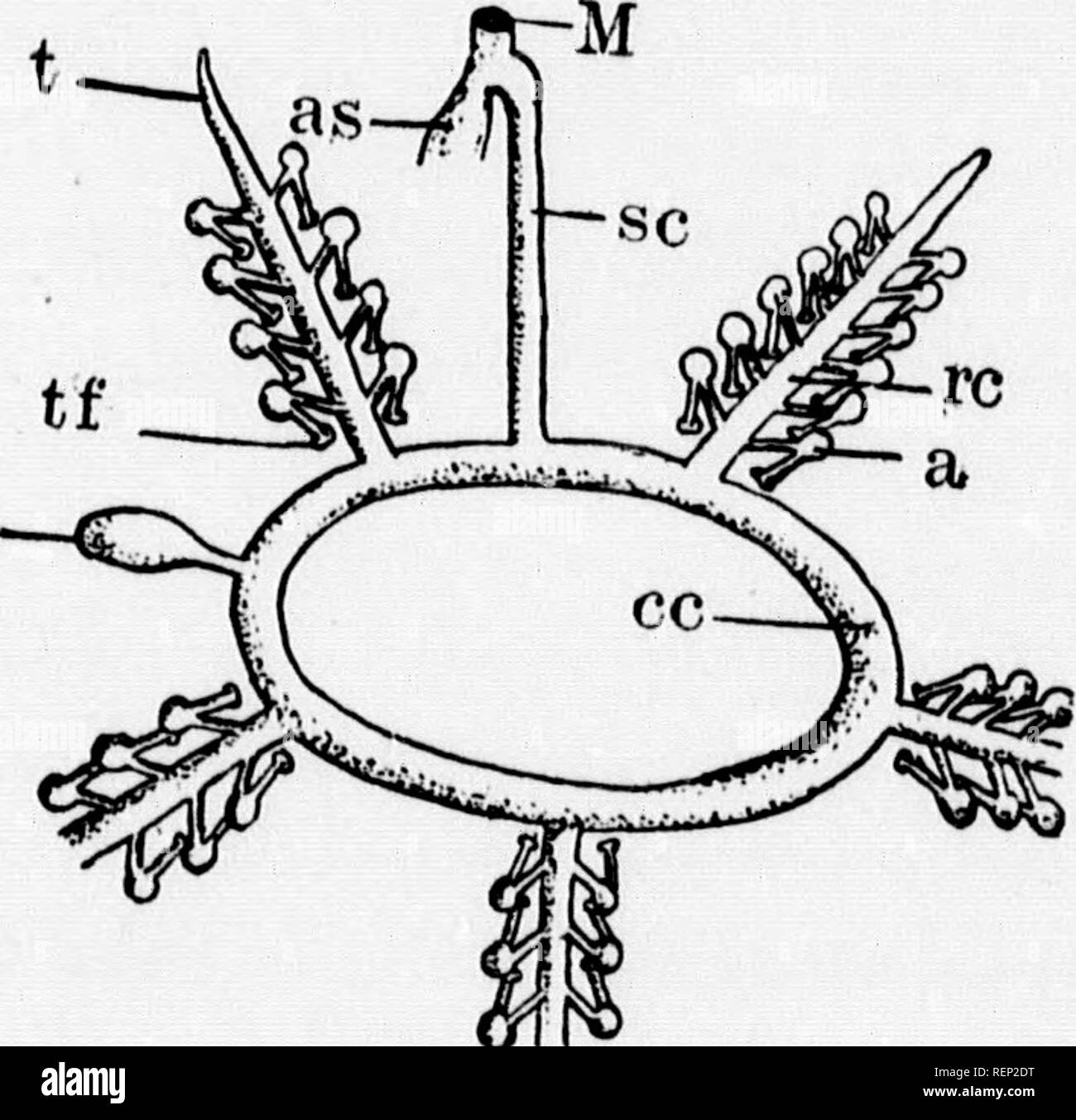 Brachiate through hi-res stock photography and images - Alamy
