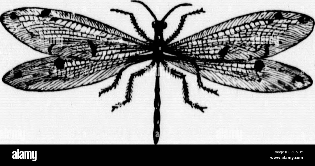 . A textbook of invertebrate morphology [microform]. Invertebrates ...